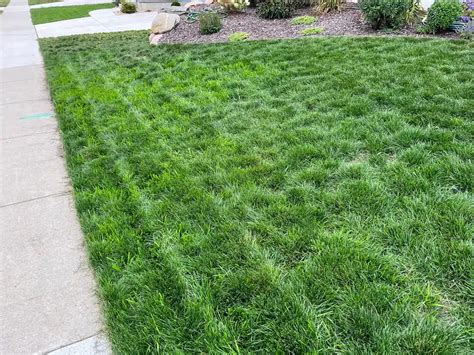 Kentucky Bluegrass Vs Tall Fescue