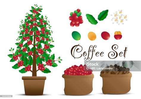 커피 콩과 열매 잎 커피 식물 냄비 벡터 스톡 일러스트 레이 션 개체 그룹에 대한 스톡 벡터 아트 및 기타 이미지 개체 그룹 구도 그리기 Istock