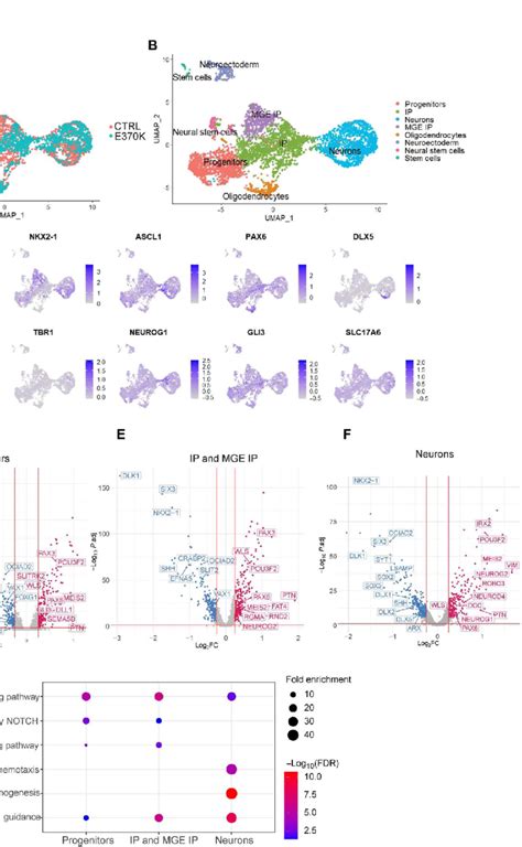 Lgals3bp Variation Causes Alterations In Cell Fate And Developmental Download Scientific