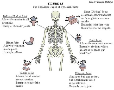 plane synovial joint