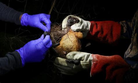 Oxford Starts Human Testing Of Nipah Virus Vaccine Inquirer News