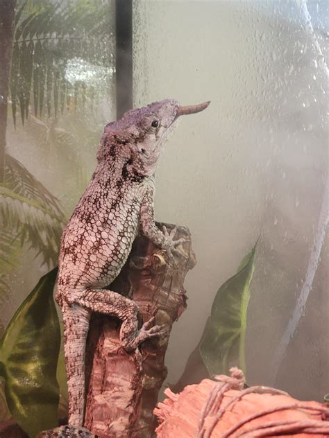 My Lovely Lady Enjoying A Nice Worm R Cubanfalsechameleon