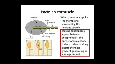 Pacinian Corpuscle Structure