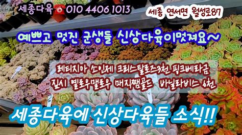 세종다육 멋진신상이 떳어요 색감이대박 가격도 멋짐주의 팬지군생 레티지아 옐로우맬로우 매직쨈골드 예쁜짚시등 Youtube