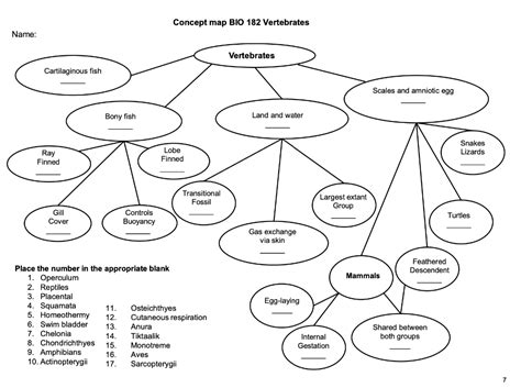 Solved Concept Map Bio 182 Vertebrates Name Vertebrates