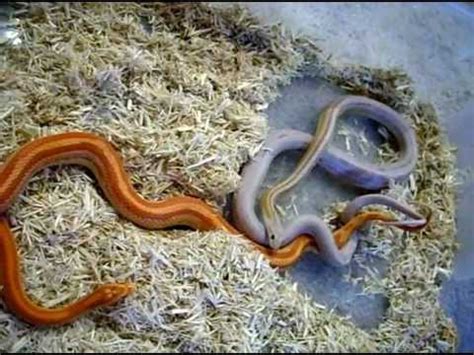 Corn Snake Breeding Youtube