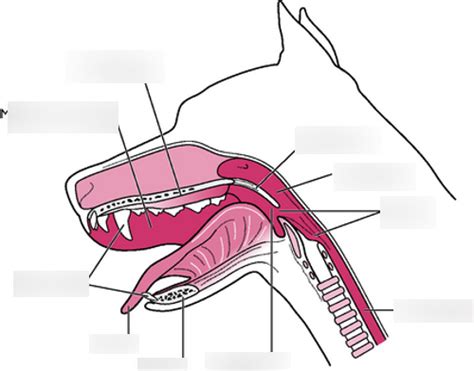 Practical Exam Upper Digestive System Diagram Quizlet