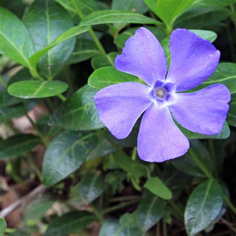 Periwinkles Fort Worth Premier Nursery Plant Nursery
