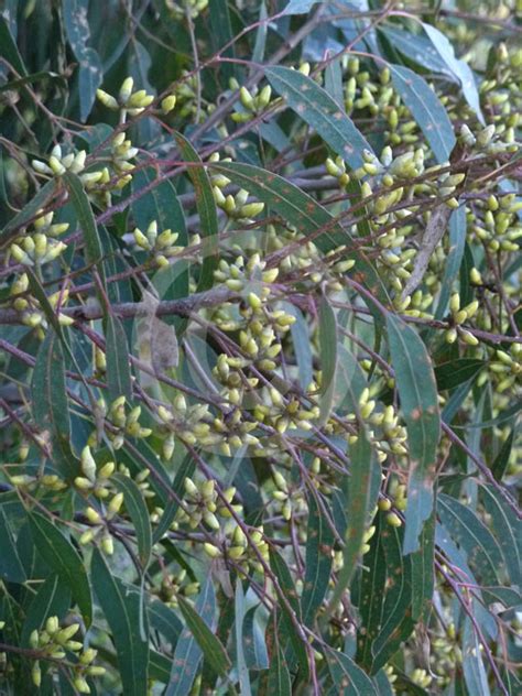 Eucalyptus Tereticornis Forest Red Gum Information And Photos