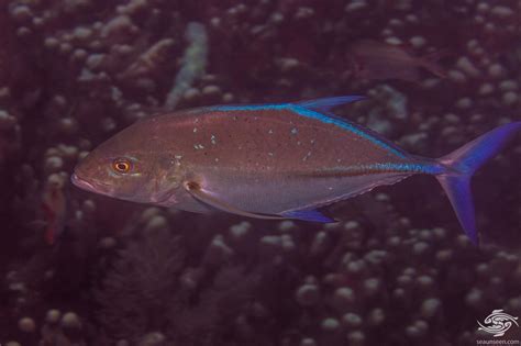Bluefin Trevally