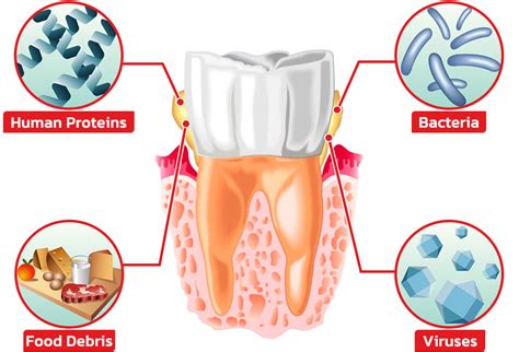 Kk™️ Sp4 Probiotic Whitening Toothpaste Moonqo Store