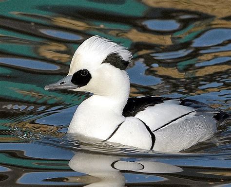 Barry The Birder Smew News