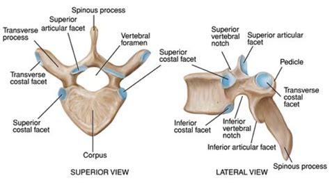 Thoracic Vertebrae Diagram