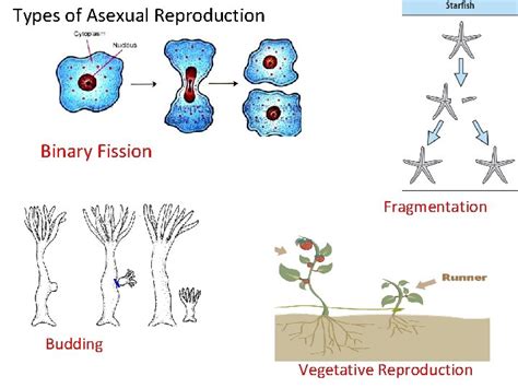 Types Of Reproduction Chromosomes Key Concepts 1 What
