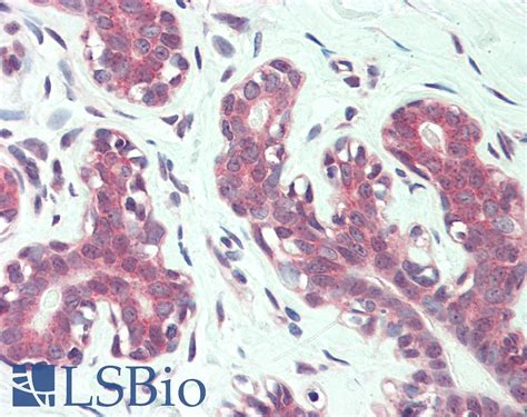 Ihc Plus™ Itga6 Integrin Alpha 6 Cd49f Polyclonal Antibody Ihc Lsbio