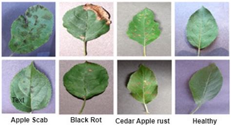 picture of apple leaf diseases download scientific diagram