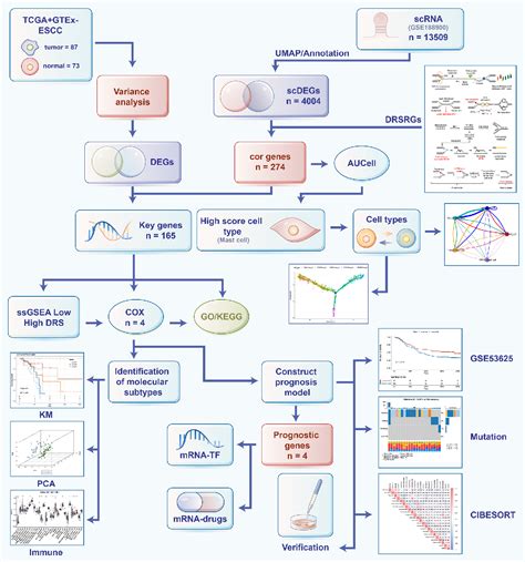 Figure From Comprehensive Single Cell Transcriptomic Profiling Reveals Molecular Subtypes And