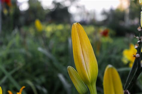Lily Cantik Tanpa Dilebur Dengan Lembut Kuning Closeup Bunga Kuning