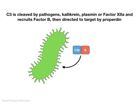 Complement Cascade Pathology And Ponies