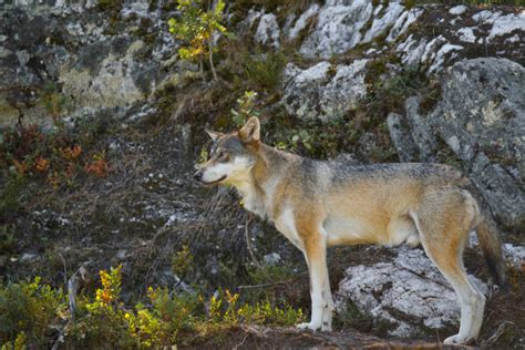 Gray Wolf Full Body
