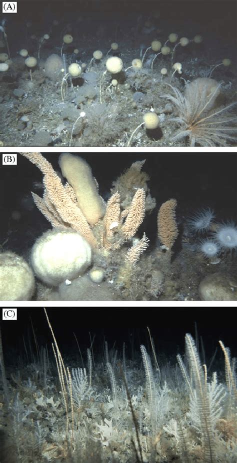 Three Views Of Antarctic Benthic Communities In The Weddell Sea
