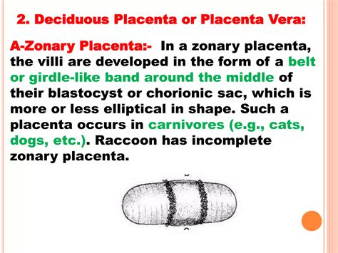 Placenta Structure And Classification Ppt