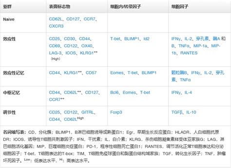 T细胞分类及标记物汇总详解版 哔哩哔哩