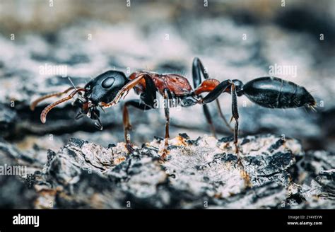 Black Ant With Red Legs Is Walking On A Tree Trunk Exploring Its