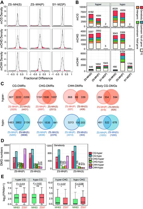 Divergence Of Dna Methylation Landscape Between Mh63 And Zs97 A Download Scientific Diagram