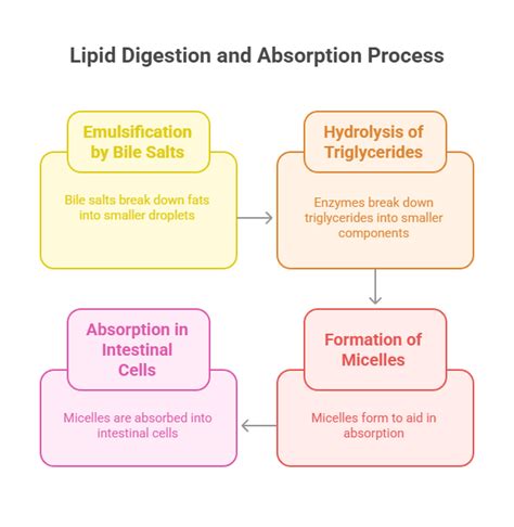 Lipid Metabolism Overview Key Processes Explained Bio Chemhub