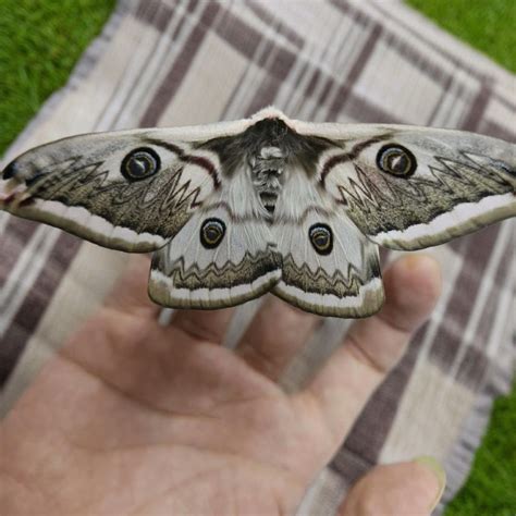 A1a Emperor Moth Saturnia Pyretorum Real Un Set Specimen Real Moth