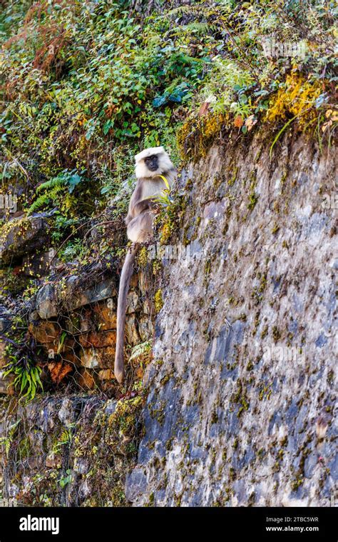Grey Langur Monkey Semnopithecus Entellus Subspecies Hanuman Or Nepal Gray Langur