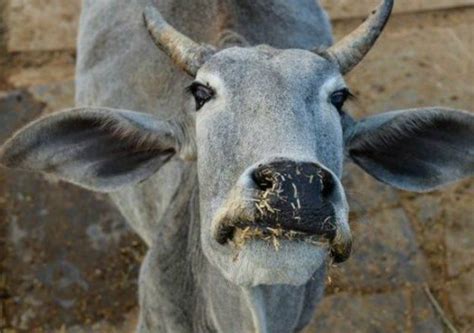 Gujarat Man Arrested For Unnatural Sex With Cows Leaving One Of The Bovines Dead