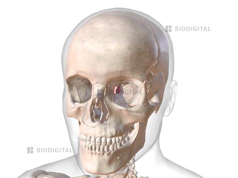 Left Medial Rectus Biodigital Anatomy