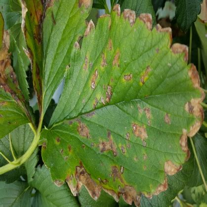 Diseases Detection Object Detection Dataset And Pre Trained Model By Agroengine