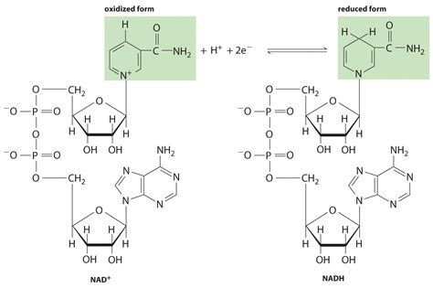 Thermodynamics And Life