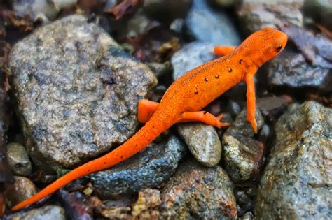 Salamanders The Crypto Crew