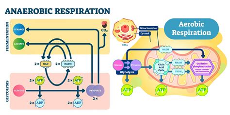 Differences Between Nitrification And Denitrification Biology Notes