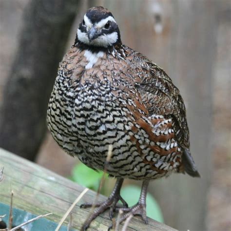 1000 Images About Bobwhite Quail On Pinterest Tennessee Quails And