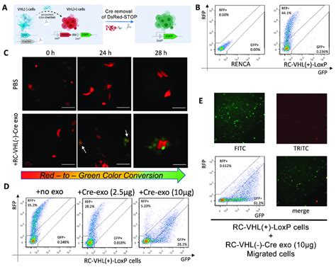 The Cre Loxp System Enables Exosome Mediated Color Conversion A Download Scientific Diagram
