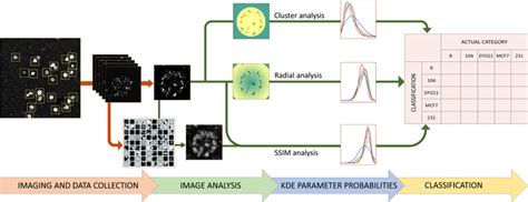 Overall Workflow For The Acquisition Of Platelet Images Analysis Of Download Scientific