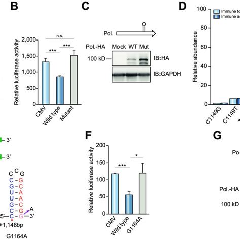 Riboseq And Rna Seq Of An Rcccdna System Of Hbv Reveals Unconventional Download Scientific