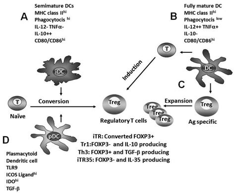 Different Pathways Of Regulatory T Cell Induction A Semimature Download Scientific Diagram