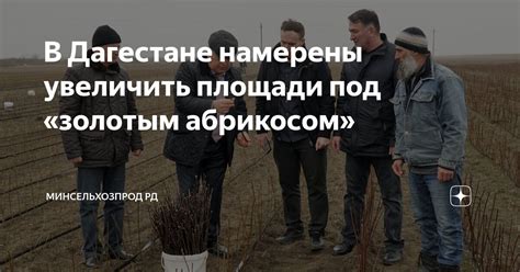 В Дагестане намерены увеличить площади под «золотым абрикосом Новости Минсельхозпрода РД Дзен