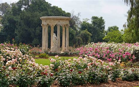 Huntington Rose Garden Pasadena Huntington Library Wedding Photography