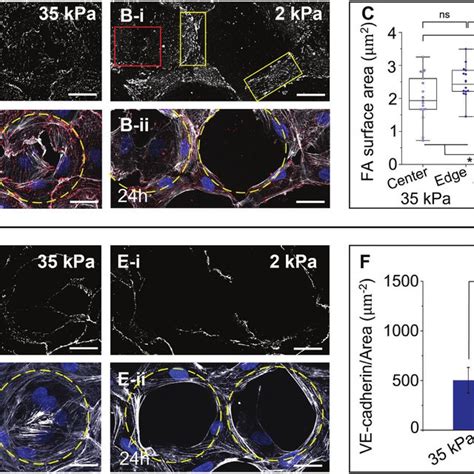 Cell Substrate And Cell Cell Interactions At The Center And Edge Of