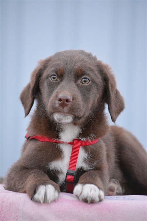 Chocapic Mini Mancsok Állatvédő Egyesület