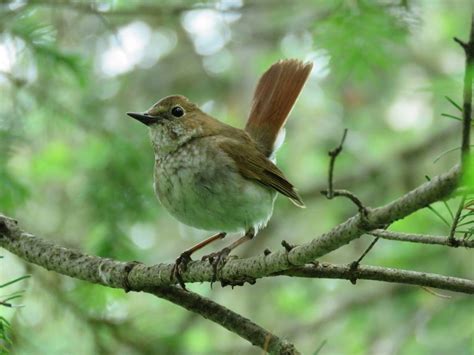 Tordo De Cauda Ruiva Características Alimentação Habitat E Canto