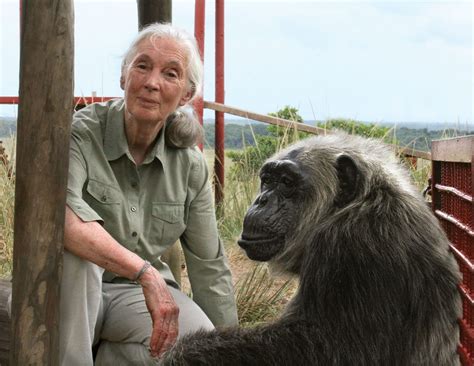 Jane Goodall Facts Britannica