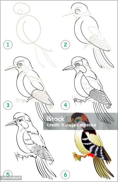 딱따구리를 그리는 방법을 단계별로 배우는 방법을 보여줍니다 아이들의 그림 그리기와 색칠 기술 개발 벡터 이미지입니다 0명에 대한 스톡 벡터 아트 및 기타 이미지 Istock